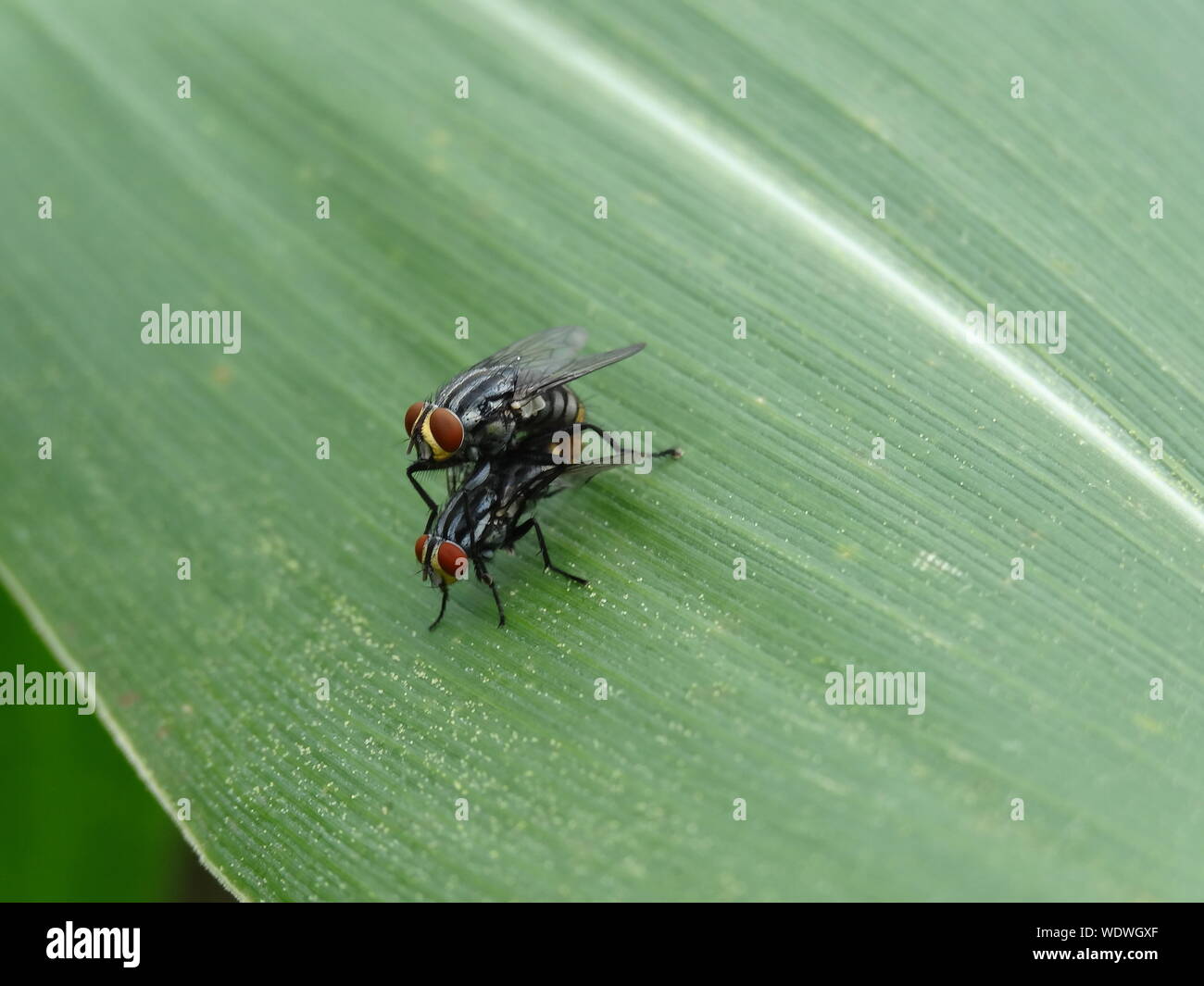 Insects Mating On Leaf High Resolution Stock Photography and Images - Alamy