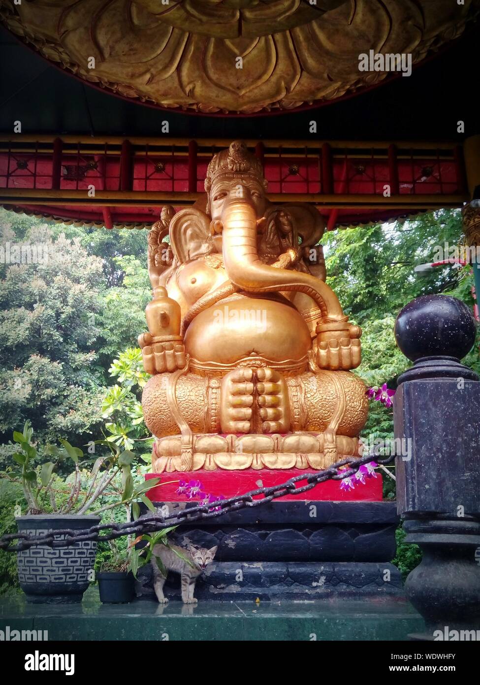 Cat idol hi-res stock photography and images - Alamy