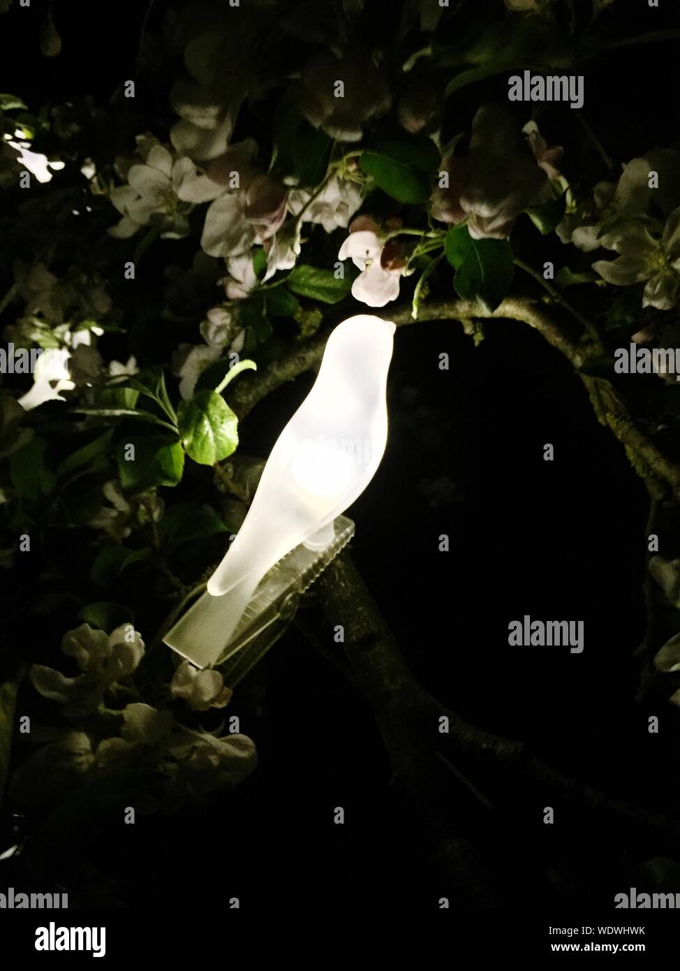 Illuminated bird hi-res stock photography and images - Alamy