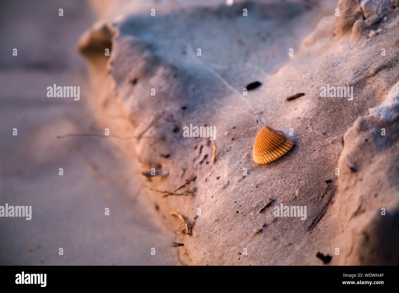 Shell Rock High Resolution Stock Photography and Images - Alamy
