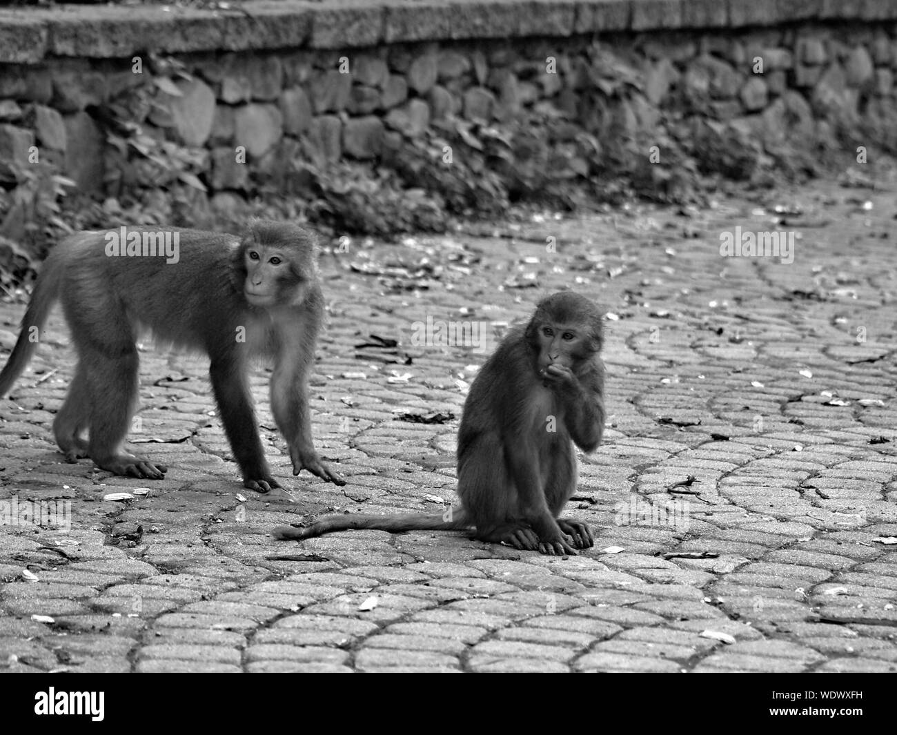 Monkeys Street Animal Wildlife High Resolution Stock Photography and ...