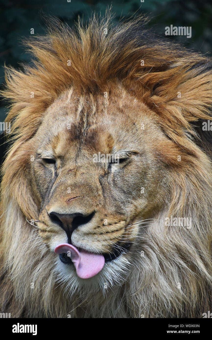 Tongue sticking out lion hi-res stock photography and images - Alamy