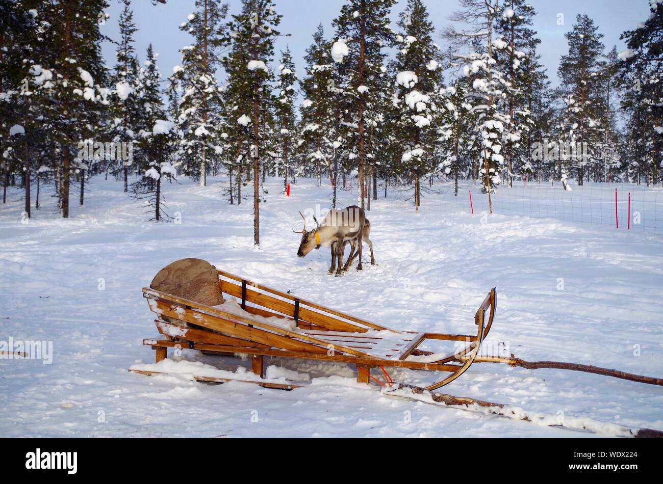 Reindeer and sled hi-res stock photography and images - Alamy