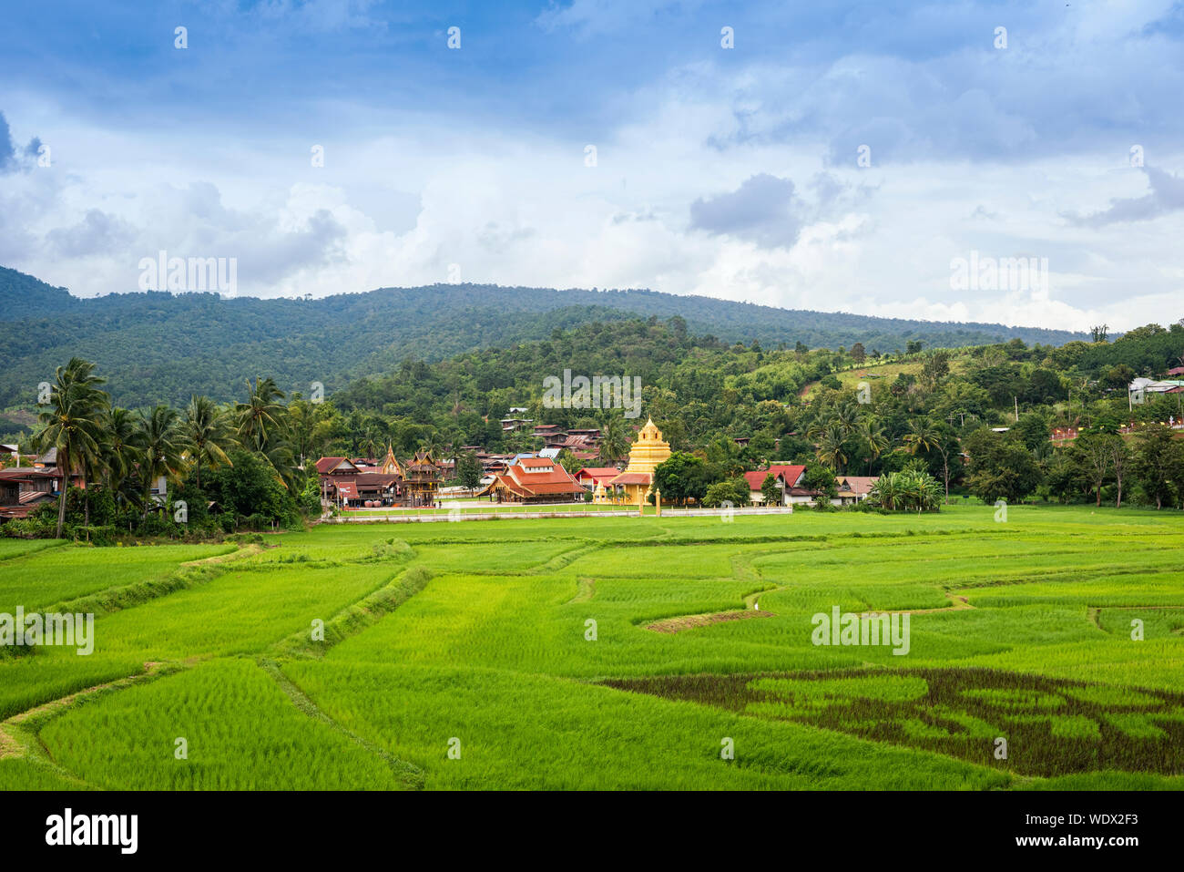 Scenery view of green rice field with old temple in Thailand golden ...