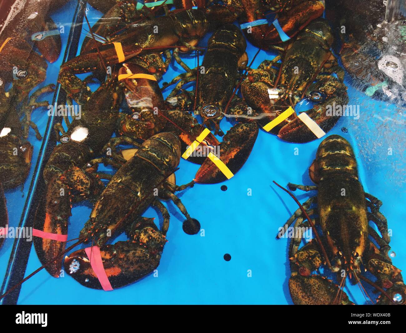 Decapoda hi-res stock photography and images - Alamy