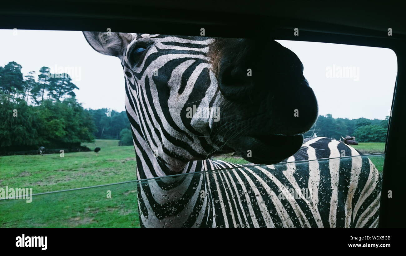 Zebra vehicle hi-res stock photography and images - Alamy