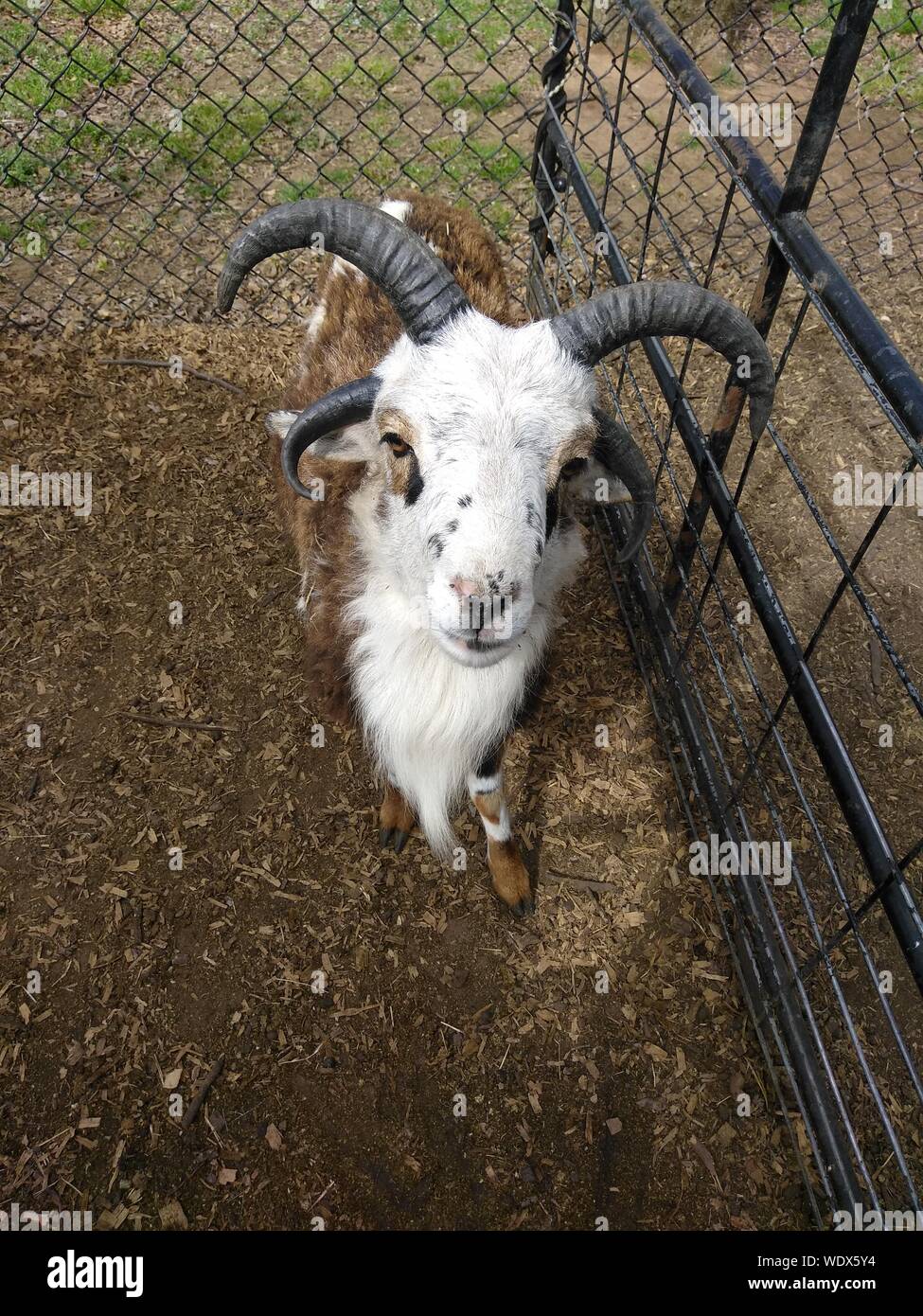 High Angle Portrait Of Goat In Cage Stock Photo - Alamy