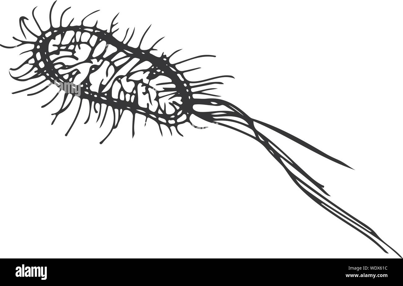 Outline microbe vector icon. Isolated black simple line element ...