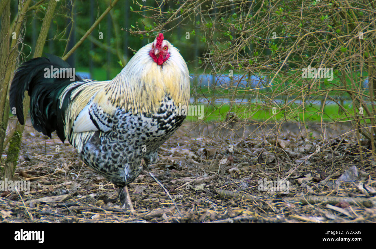 Dead rooster hi-res stock photography and images - Alamy