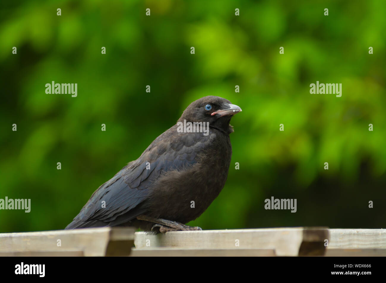 A newly fledged American crow, Corvus brachyrhynchos, with downy ...