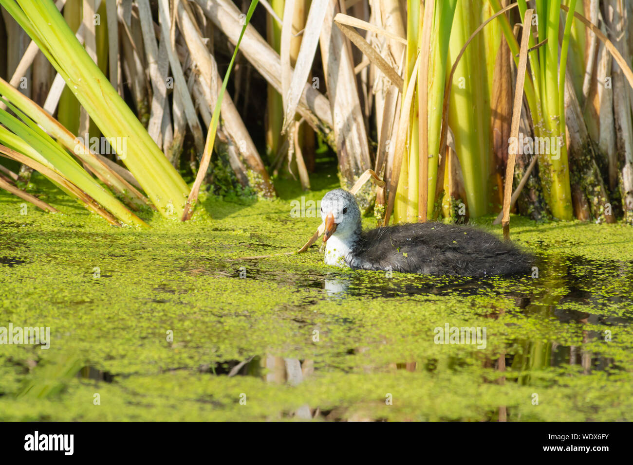 Juvenile american coot hi-res stock photography and images - Alamy