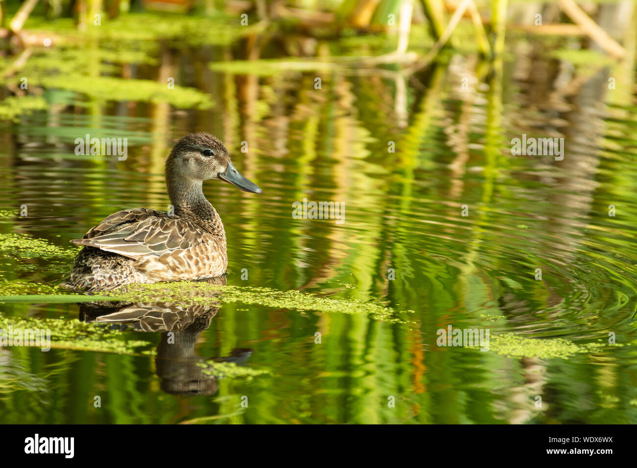 Female blue-winged teal, Anas discors, on a pond in central Alberta ...