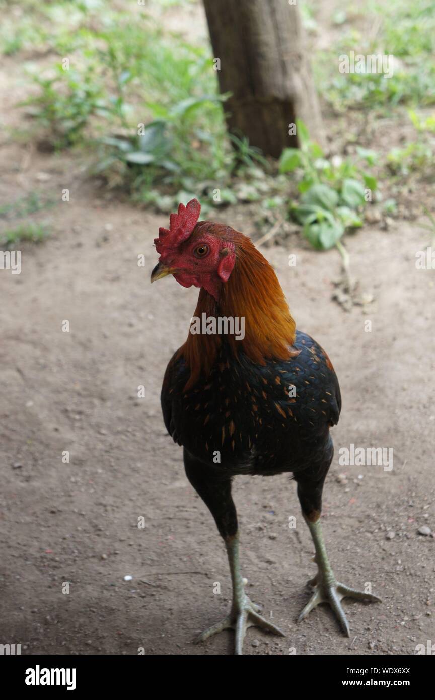 Rooster front view hi-res stock photography and images - Alamy