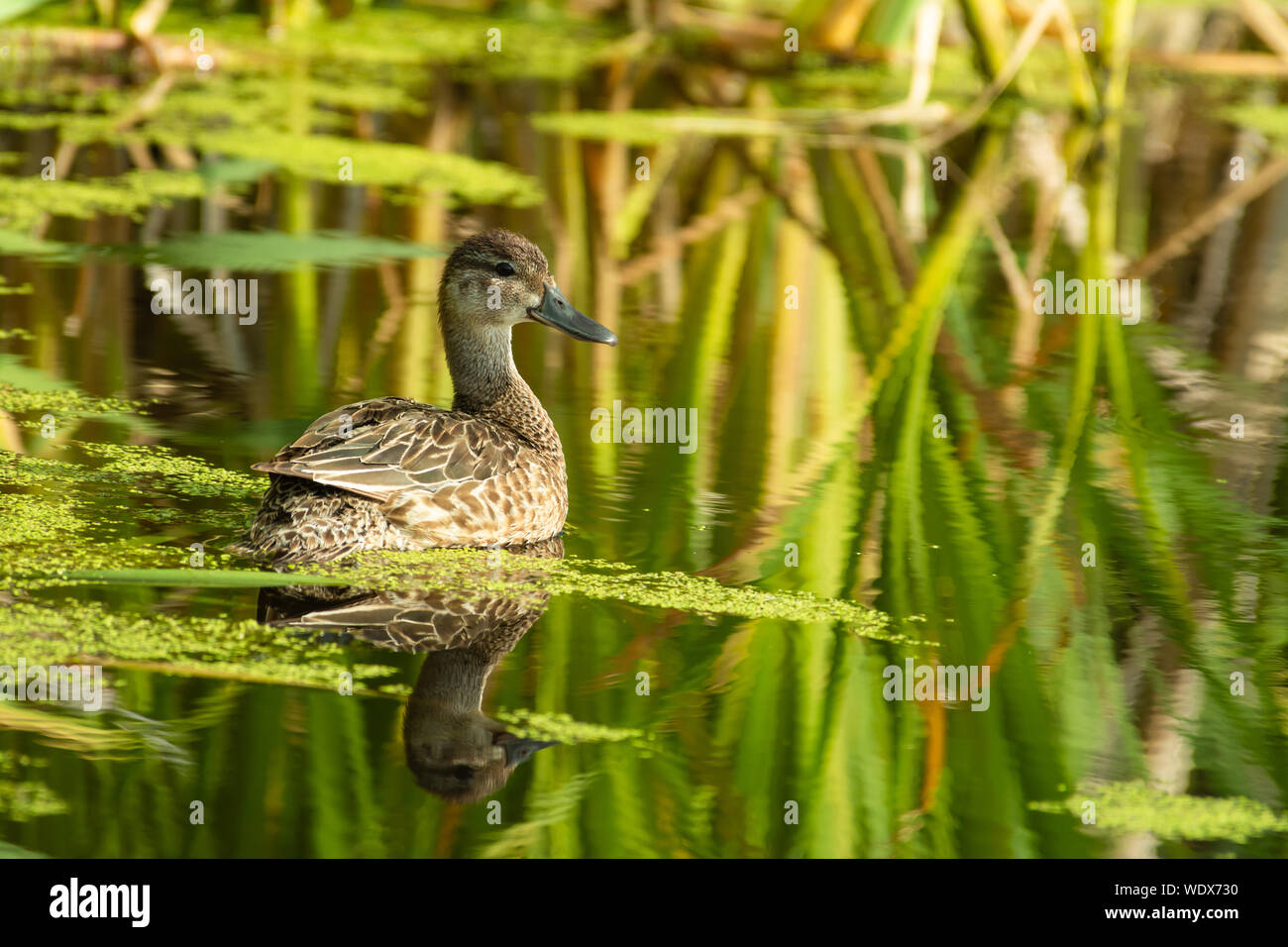 Female blue-winged teal, Anas discors, on a pond in central Alberta ...