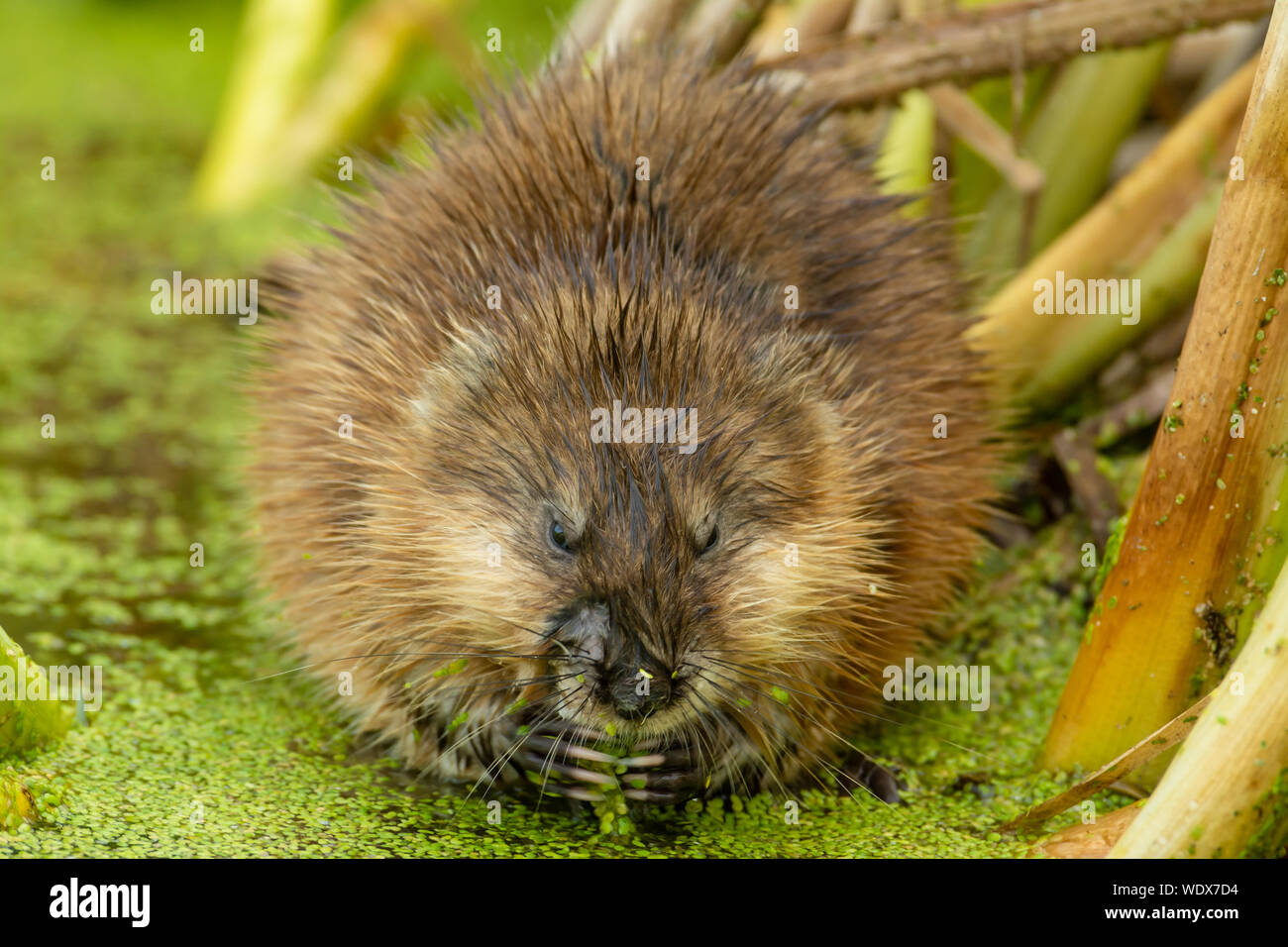 A muskrat, Ondatra zibethicus, foraging for food in a wetland pond in ...