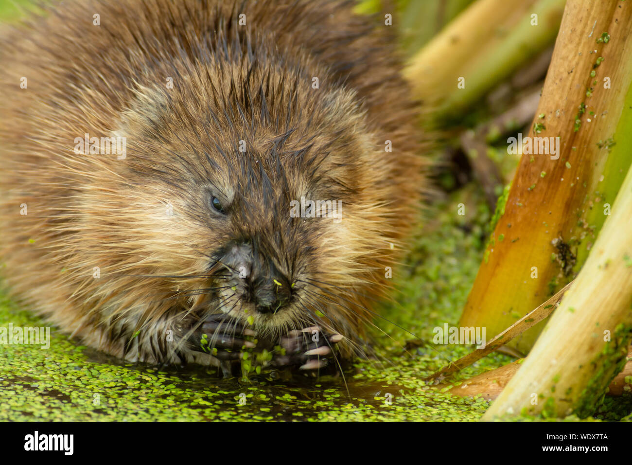 Muskrat High Resolution Stock Photography and Images - Alamy