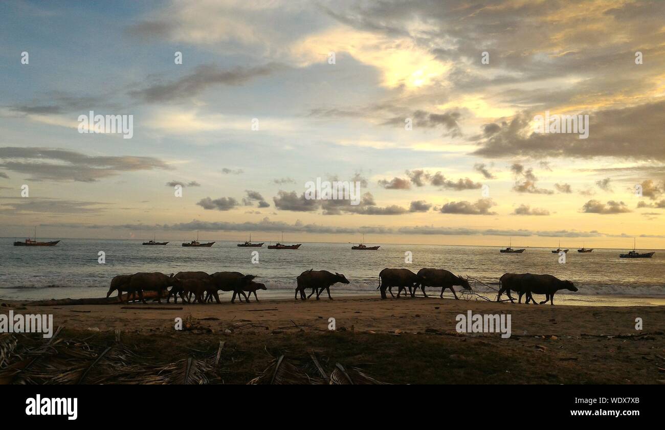 Buffalo beach hi-res stock photography and images - Alamy
