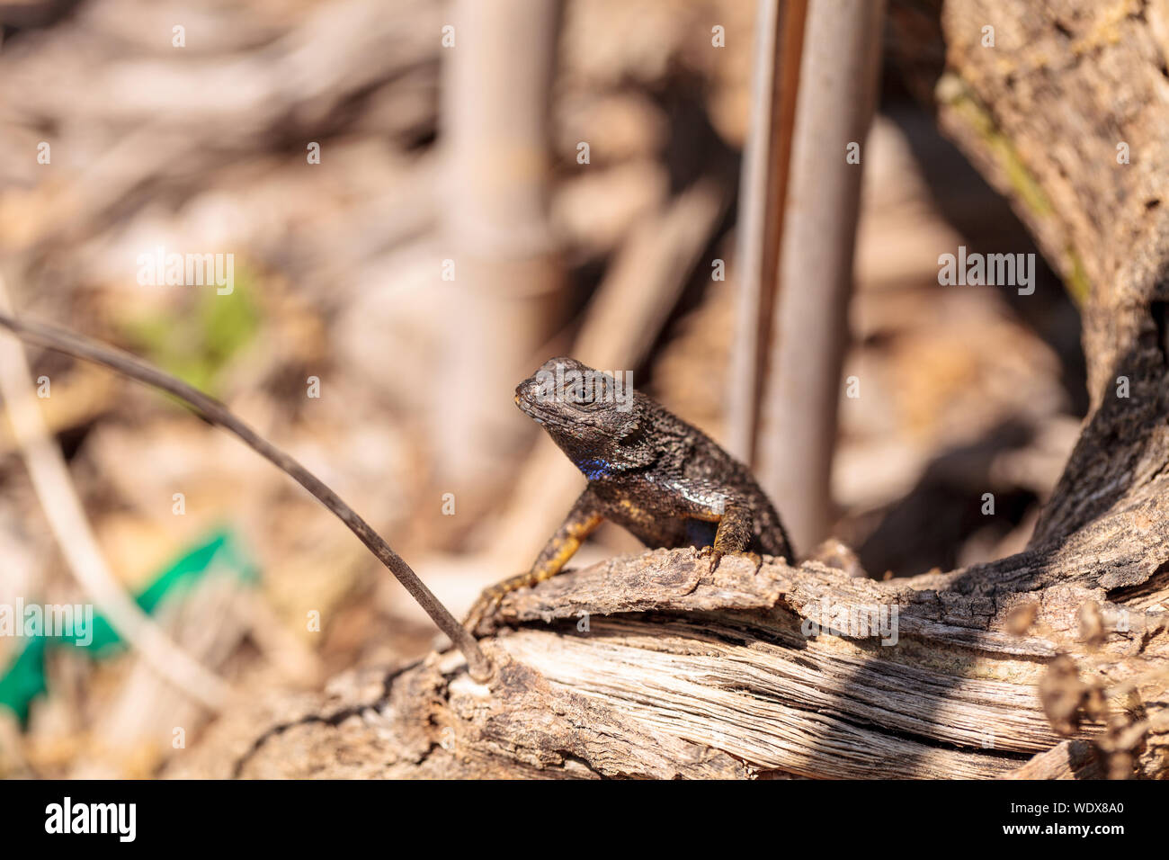 Bearded dragon tree hi-res stock photography and images - Alamy