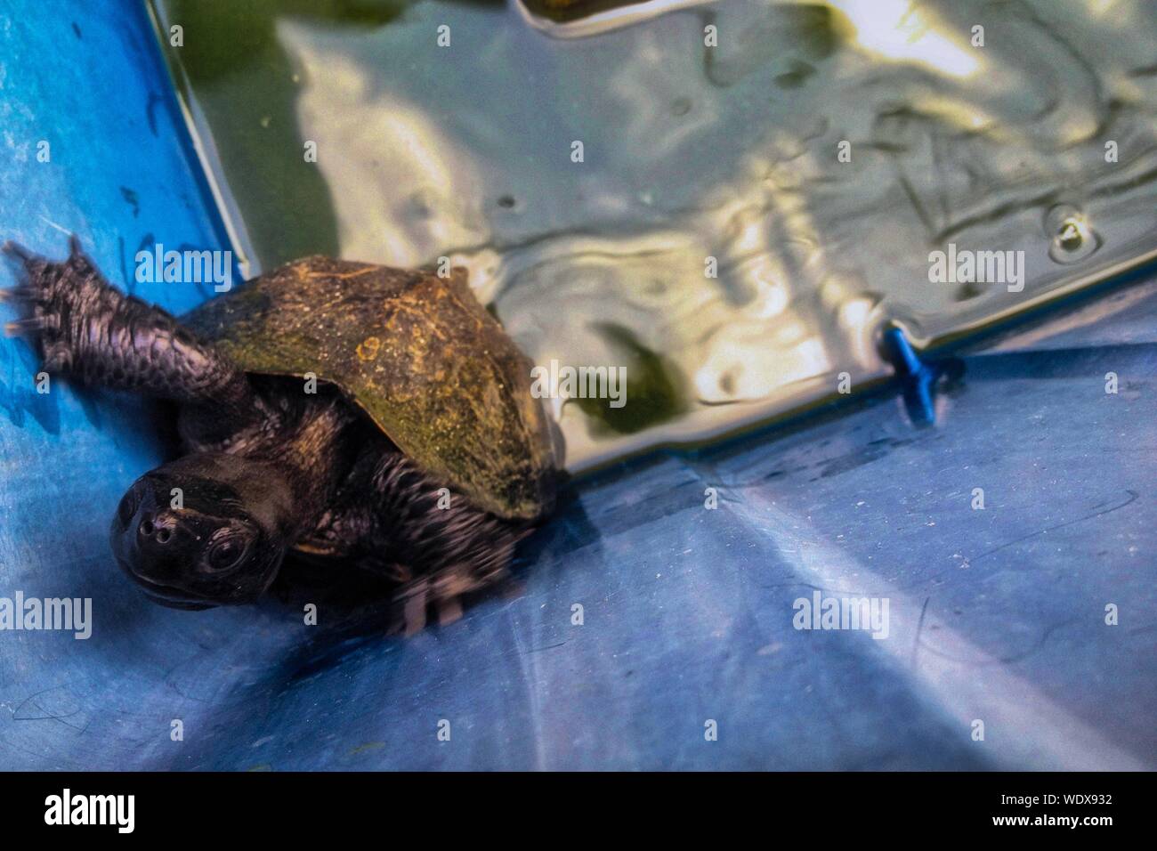 Sea water turtle tank hi-res stock photography and images - Alamy