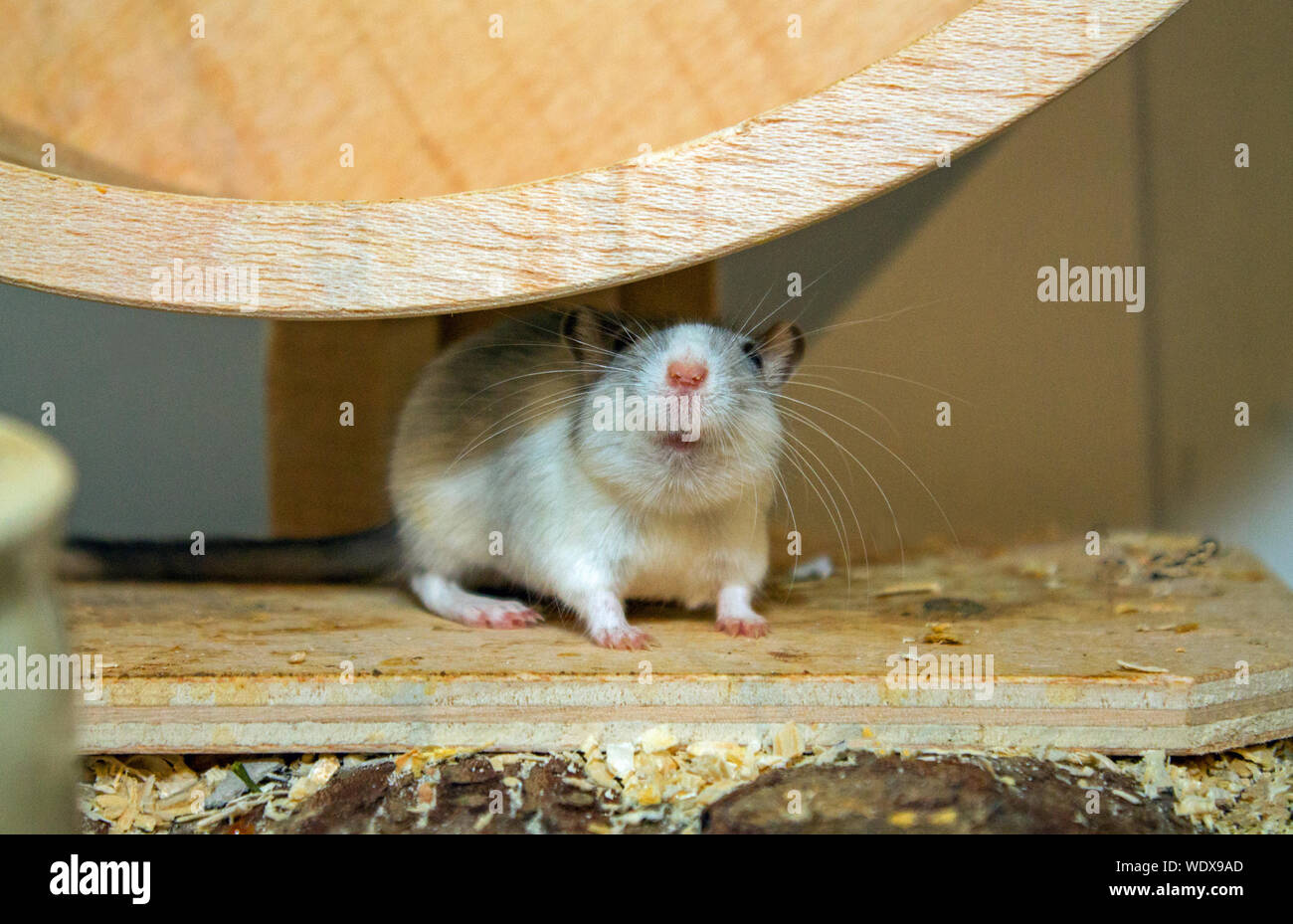 Mouse exercise hi-res stock photography and images - Alamy