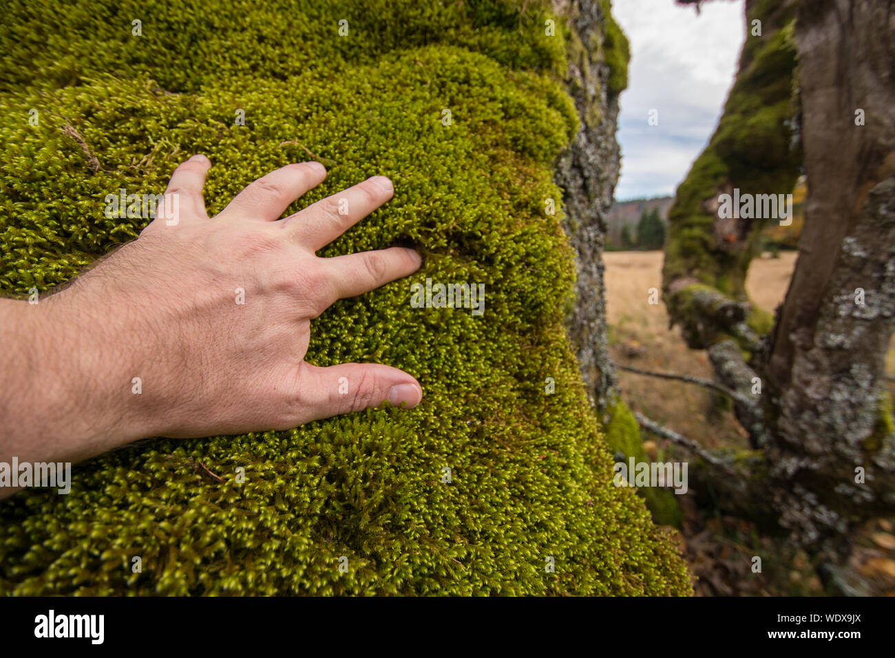 Hand moss hi-res stock photography and images - Alamy