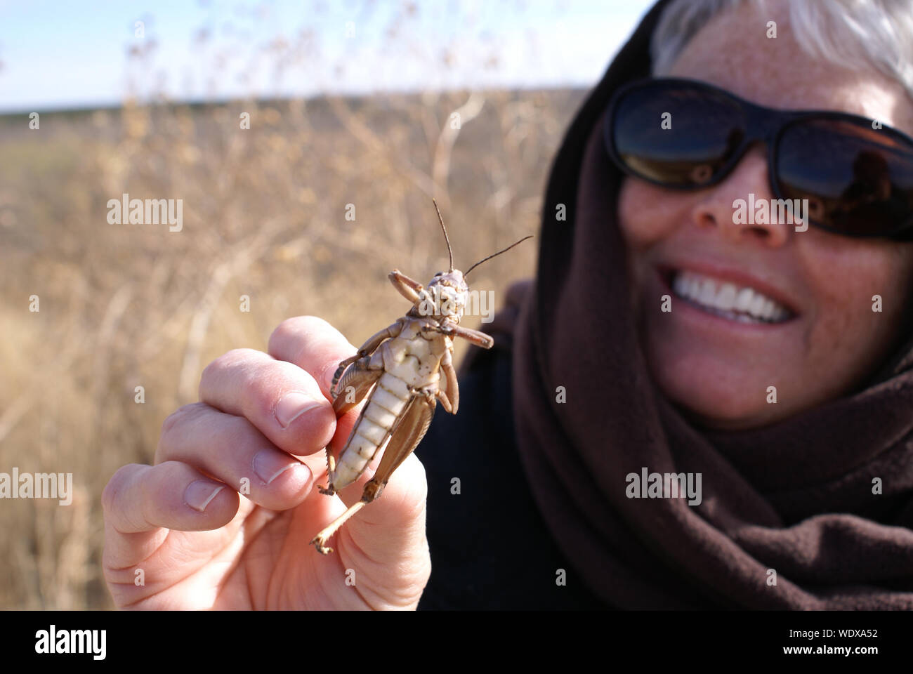 Carefree insect hi-res stock photography and images - Alamy