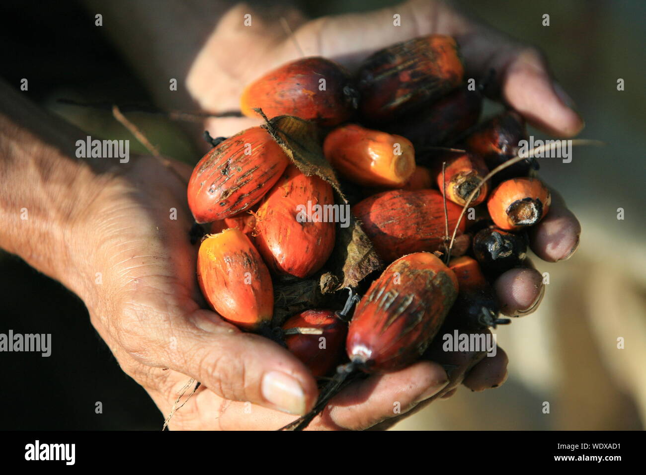 Oil palm fruits hands hi-res stock photography and images - Alamy