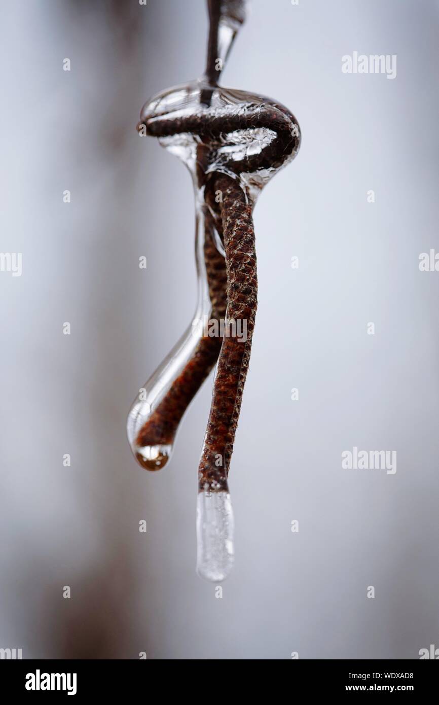 Close up of frozen rope hi-res stock photography and images - Alamy