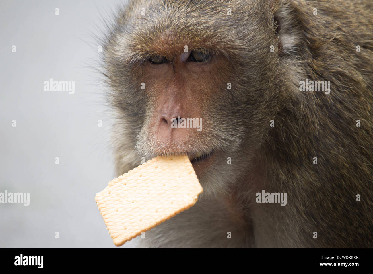 Monkey Eating Biscuit High Resolution Stock Photography and Images - Alamy