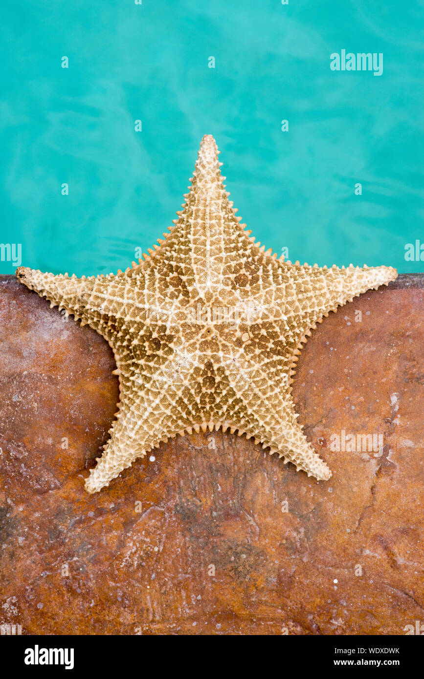 Starfish in pool hi-res stock photography and images - Alamy