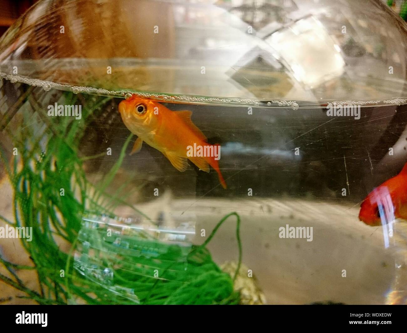 Goldfish grass hi-res stock photography and images - Alamy