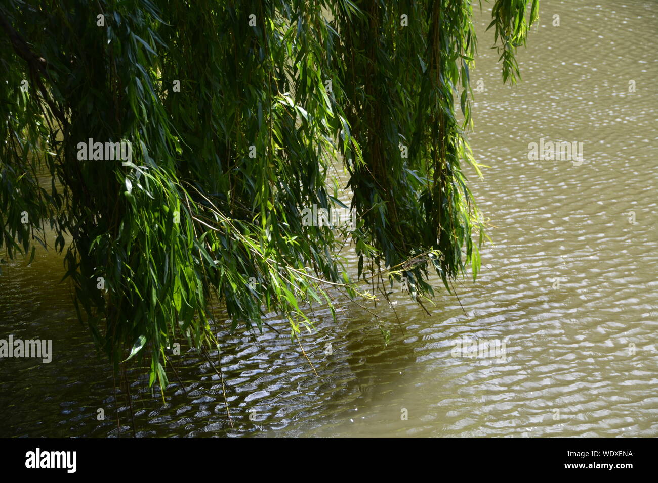 Vines and river hi-res stock photography and images - Alamy