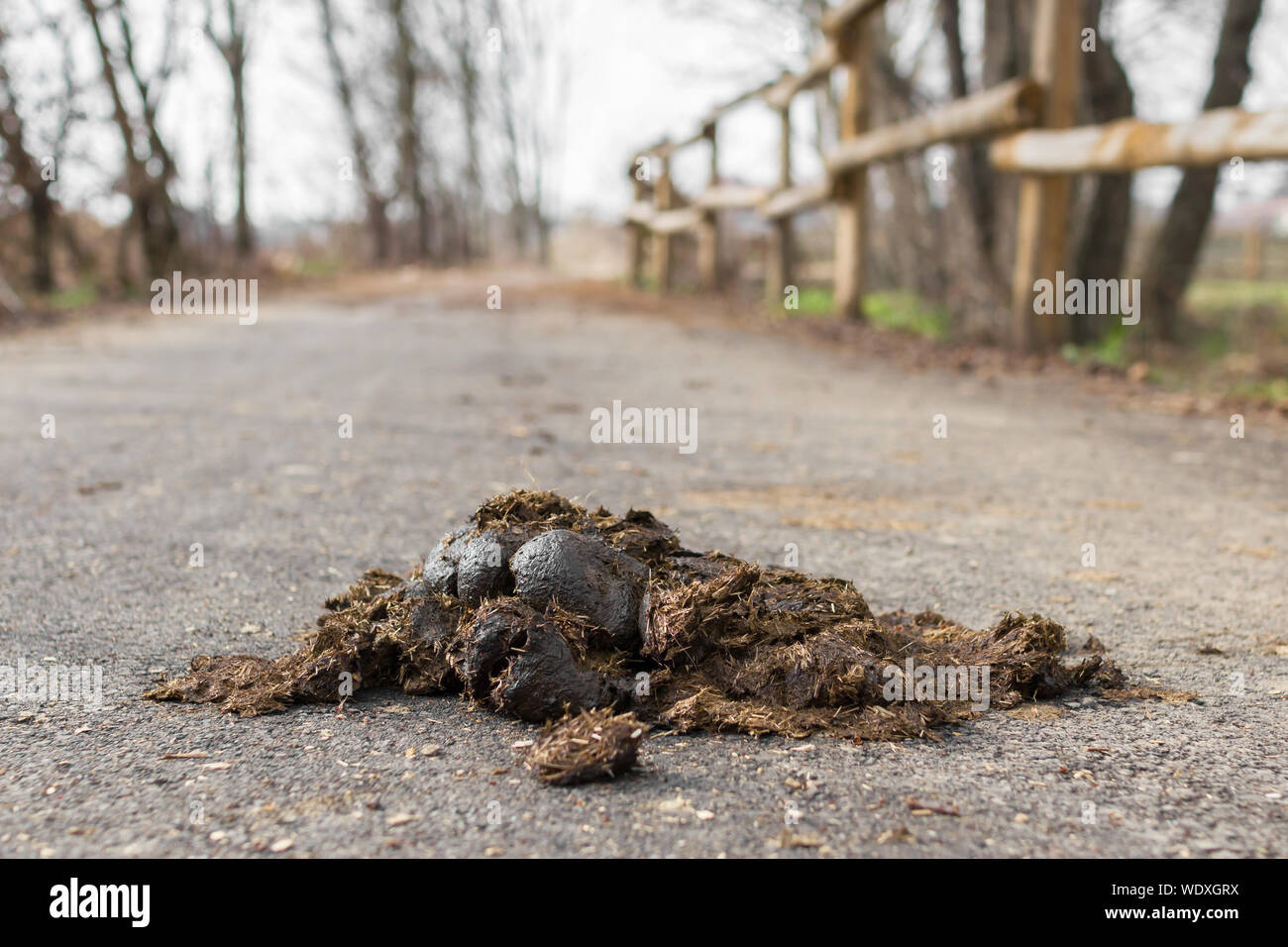 Animal dung hi-res stock photography and images - Alamy