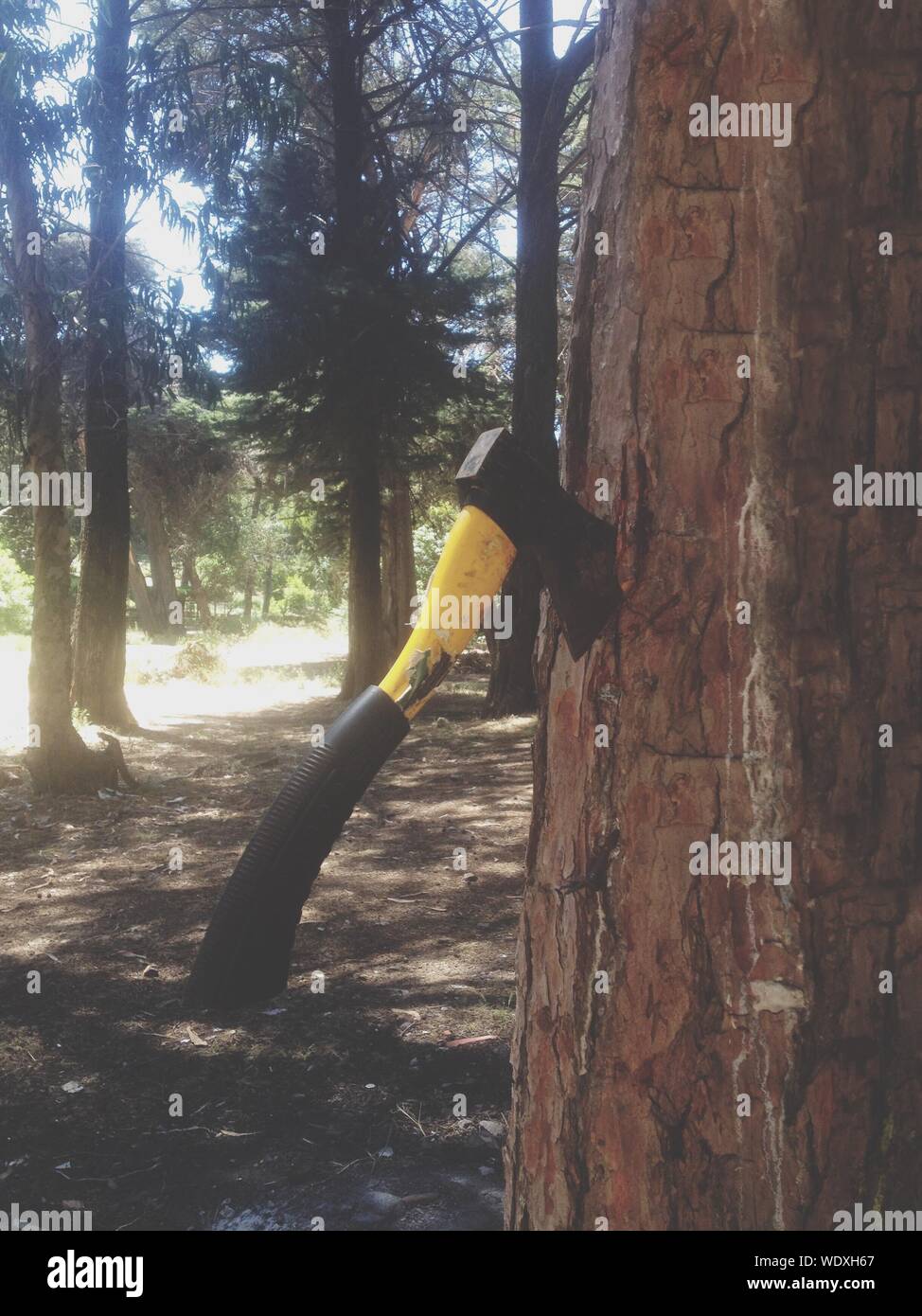 Axe tree hi-res stock photography and images - Alamy