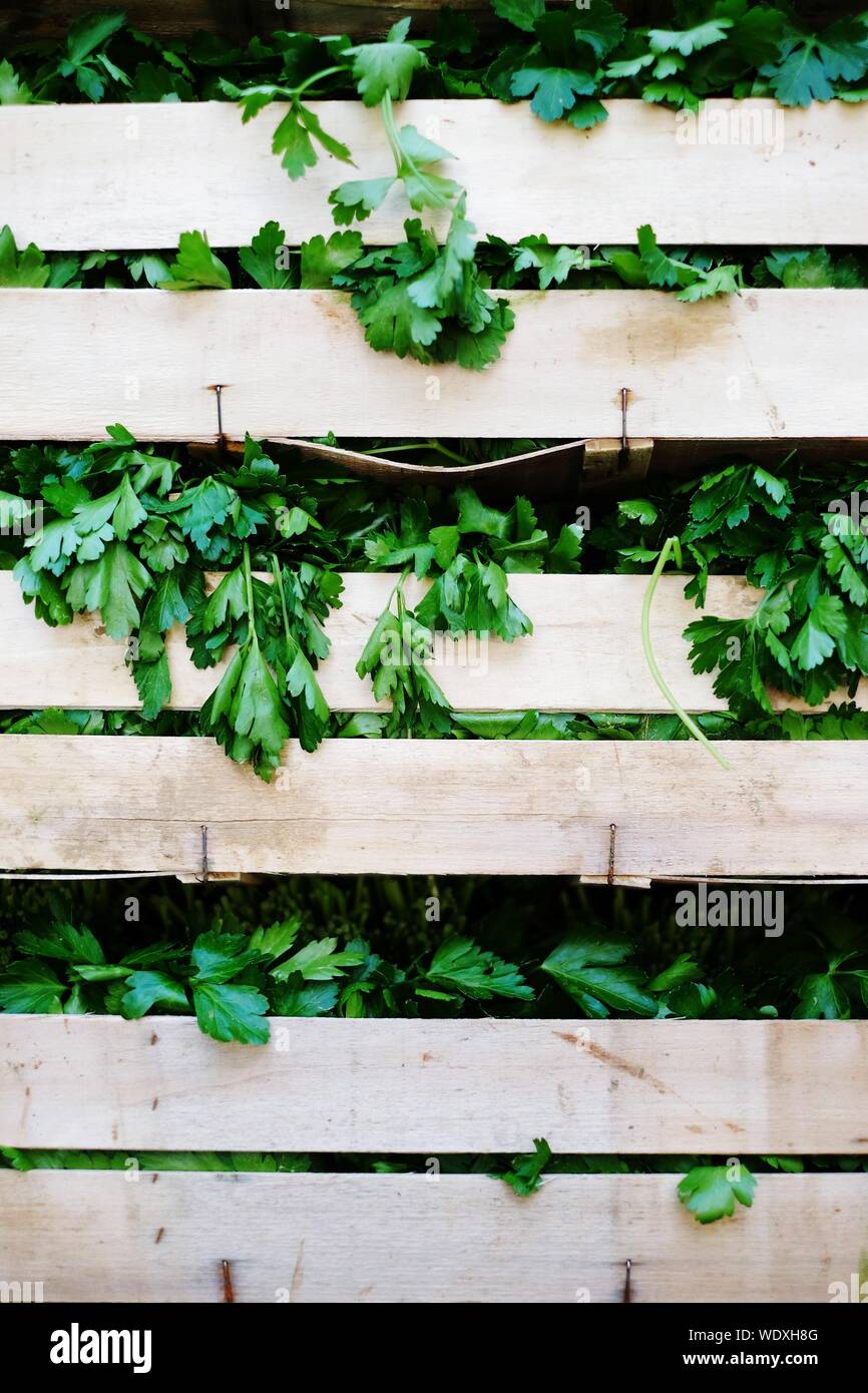 Growing over fence hi-res stock photography and images - Alamy