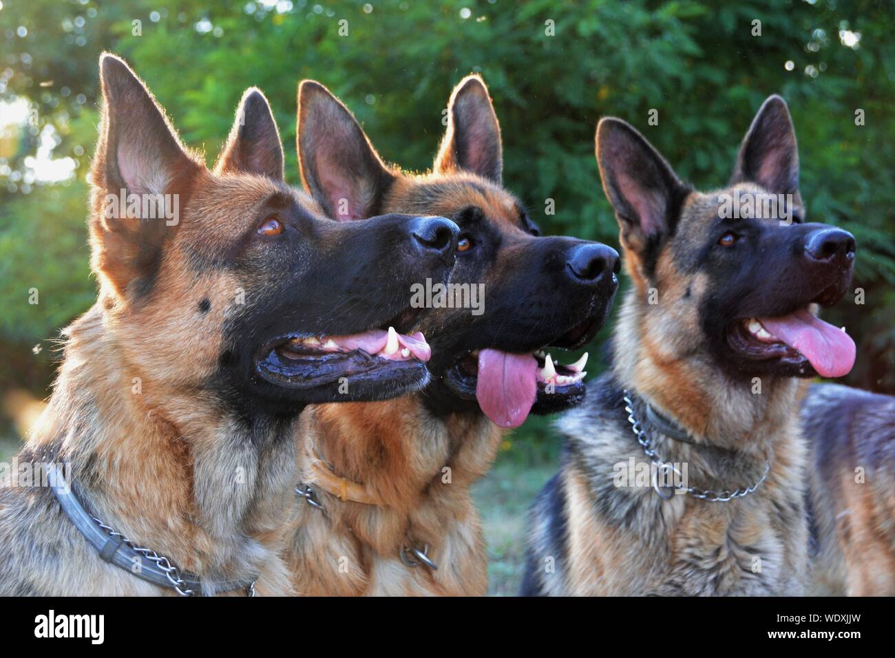 German shepherd close up hi-res stock photography and images - Alamy