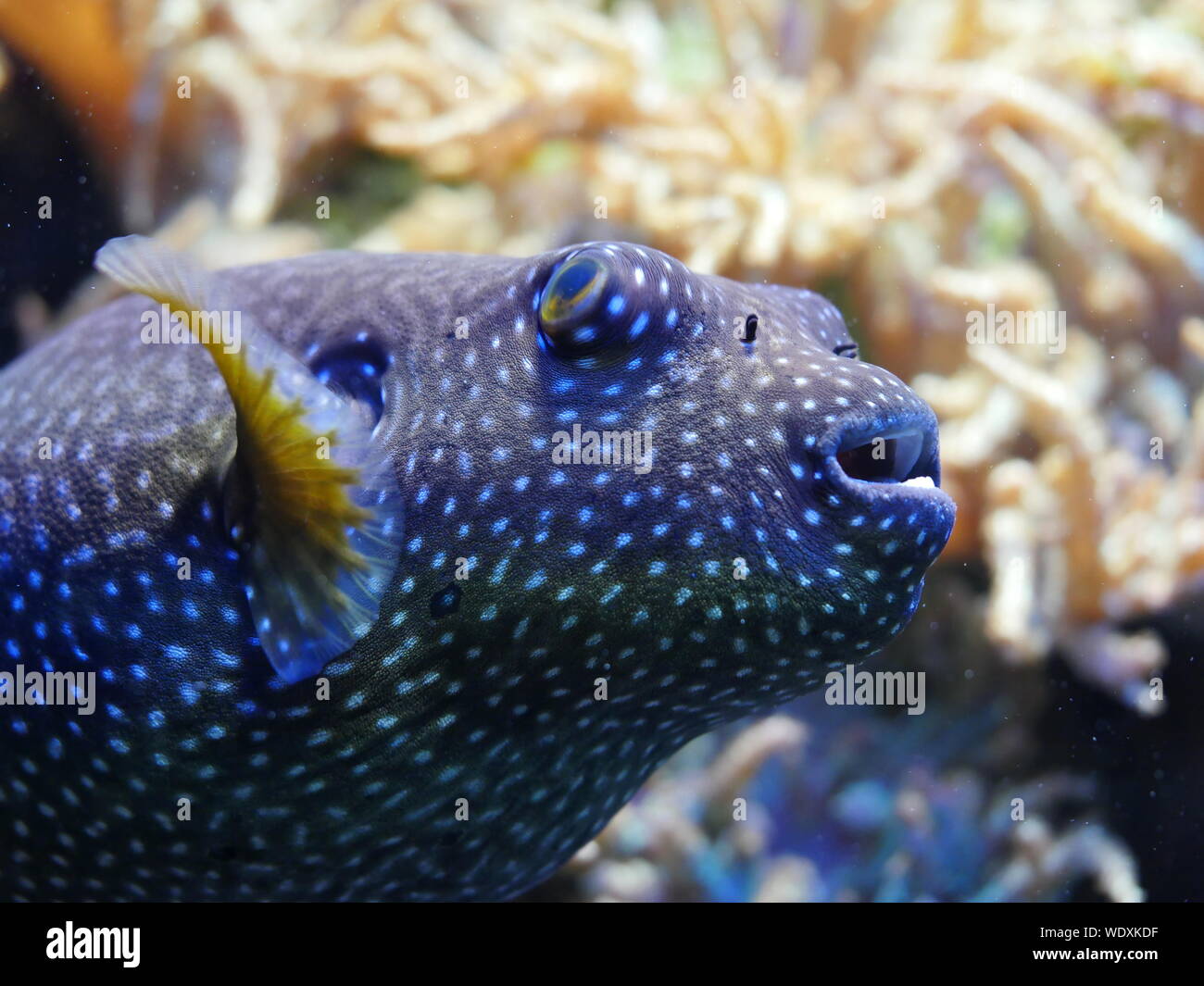Blue spotted puffer hi-res stock photography and images - Alamy