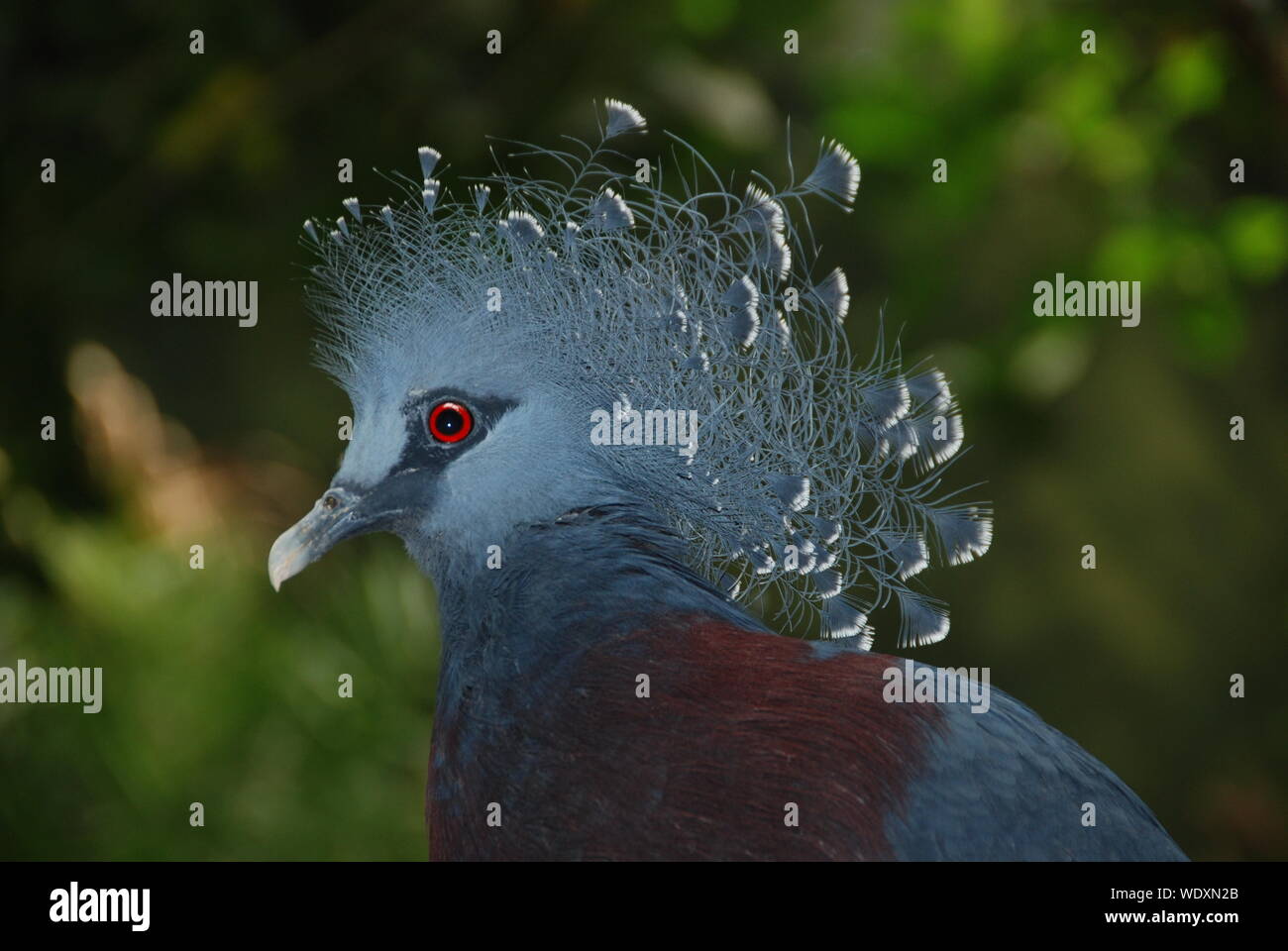 Crested bird hi-res stock photography and images - Alamy