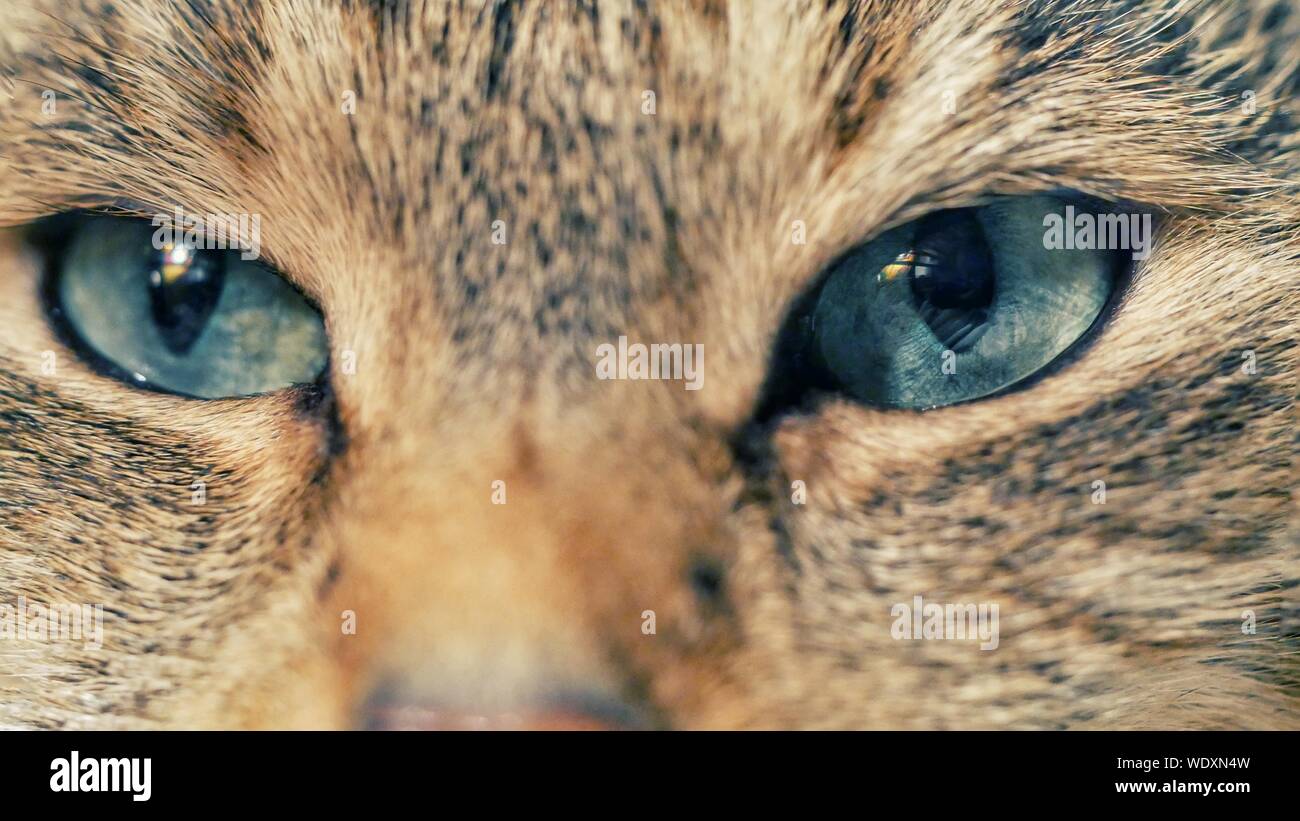 Cat eyes extreme close up hi-res stock photography and images - Alamy