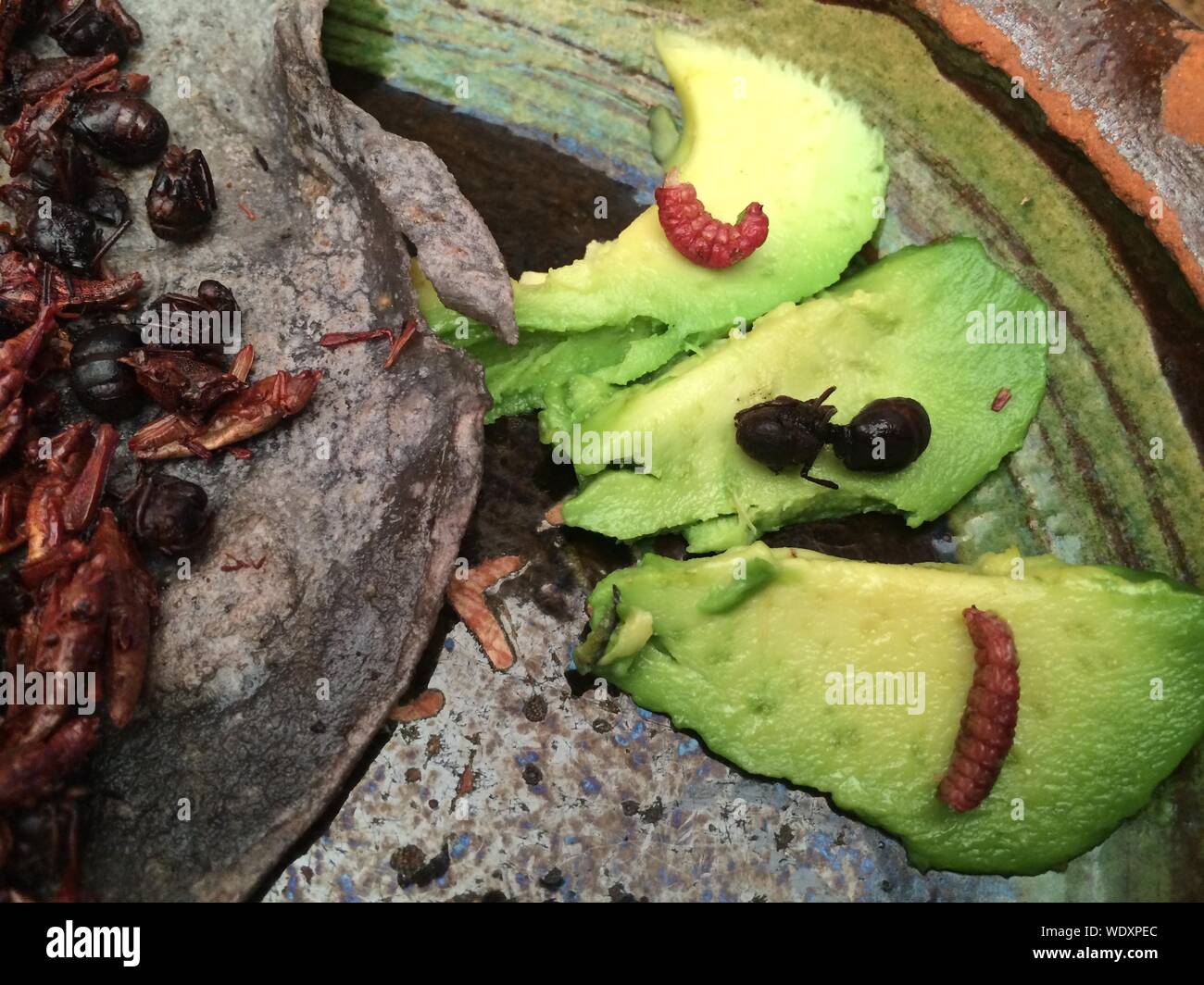 Maguey worm hi-res stock photography and images - Alamy
