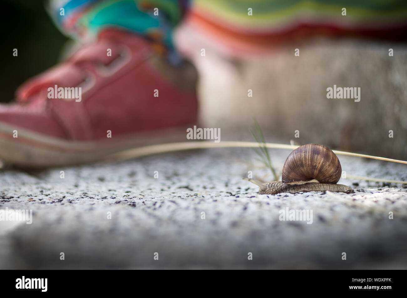 Child snail hi-res stock photography and images - Alamy
