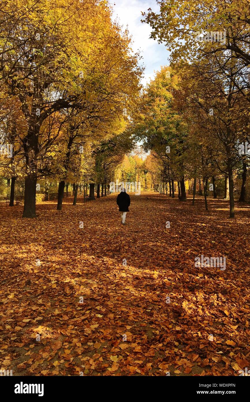 Rear View Of Person Walking At Park During Autumn Stock Photo - Alamy