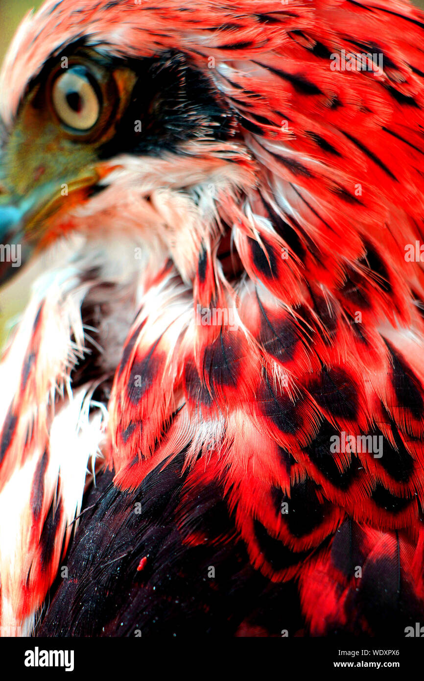 Feathered natural hi-res stock photography and images - Alamy