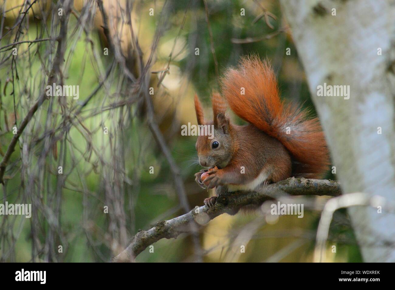 Nut Eating Animals High Resolution Stock Photography and Images - Alamy