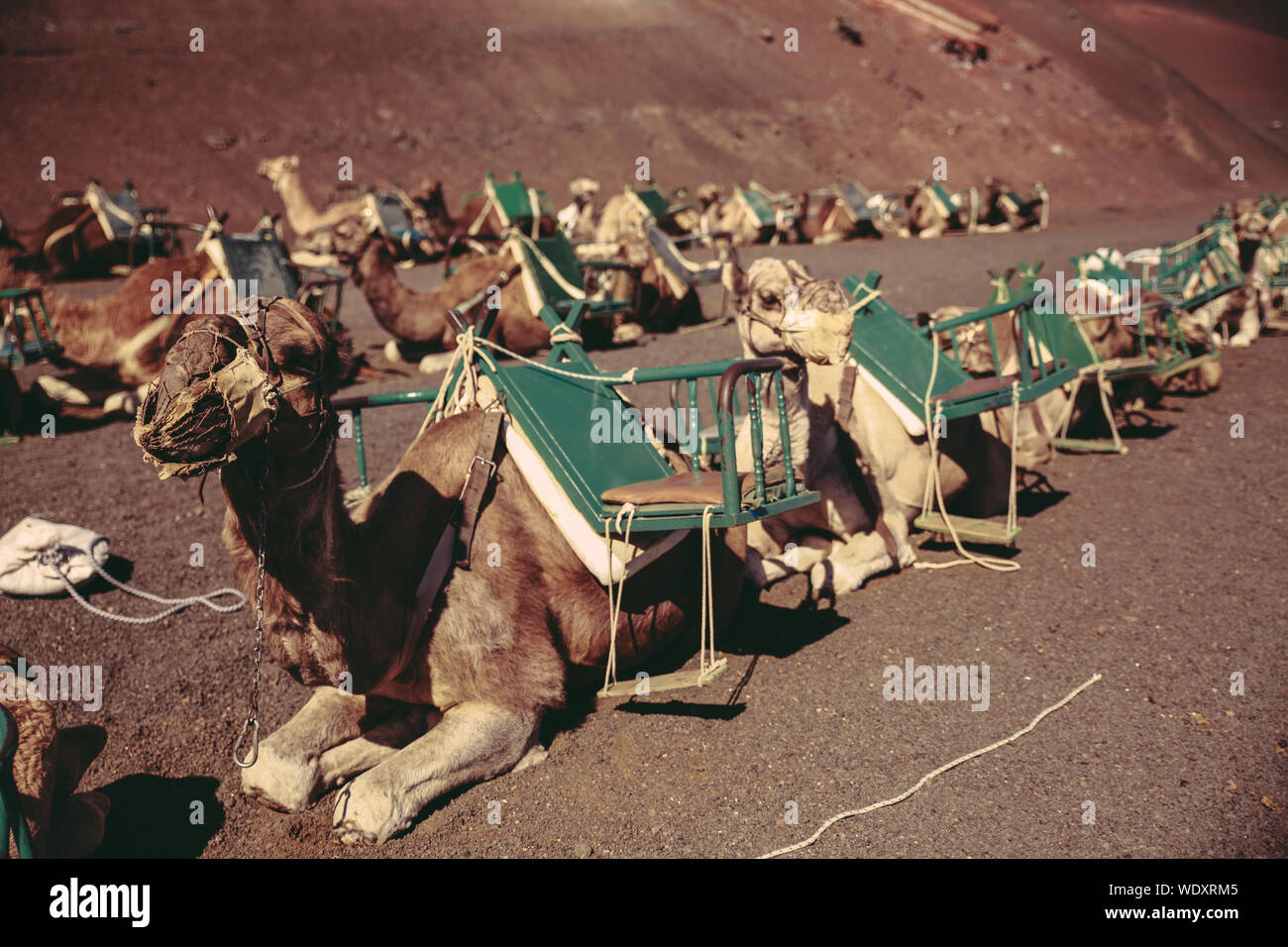 Large group of camels hi-res stock photography and images - Alamy