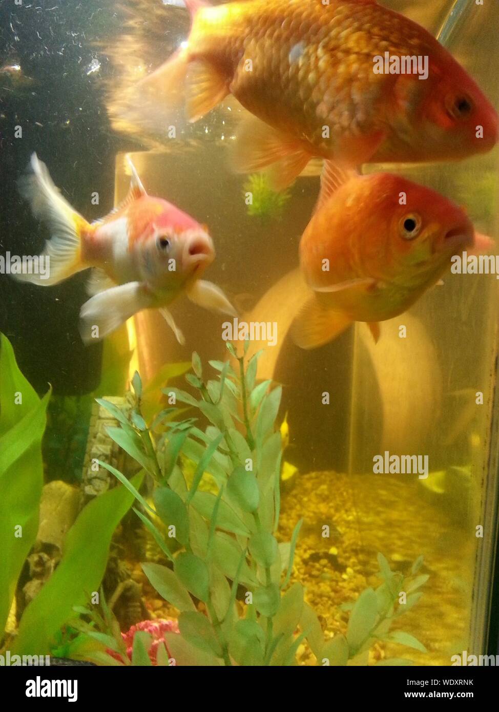 Three fish hi-res stock photography and images - Alamy