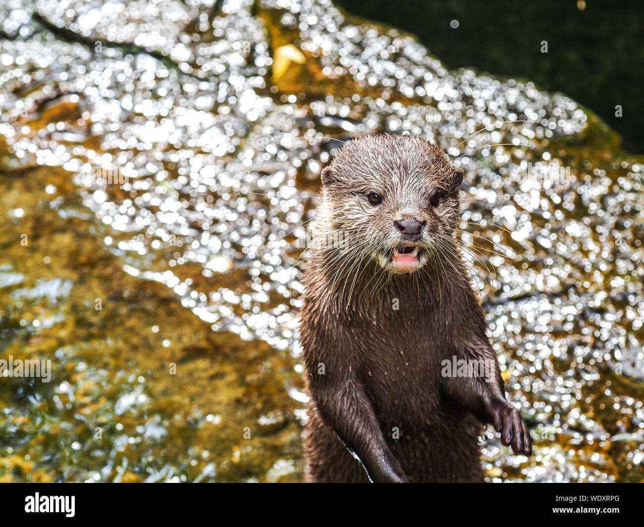 Standing otter hi-res stock photography and images - Alamy