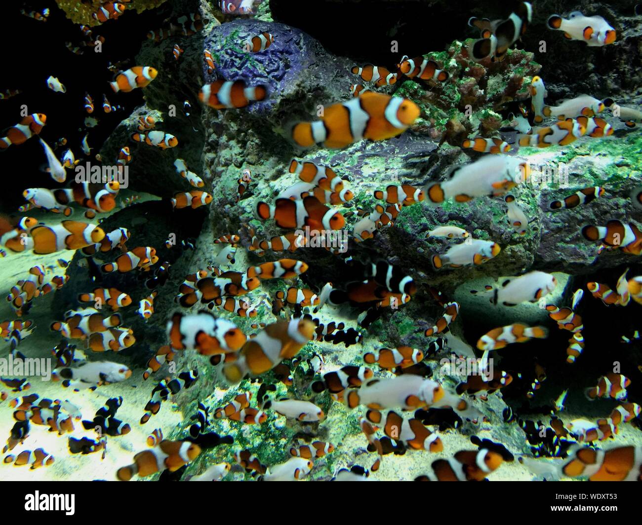 School of fish beauty hi-res stock photography and images - Alamy