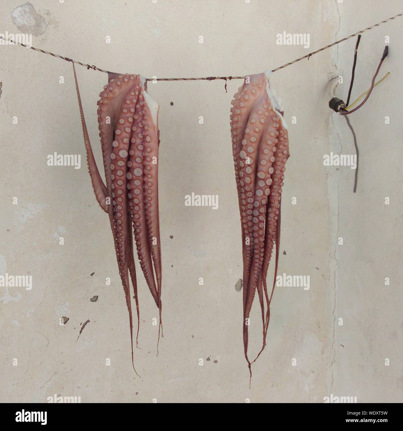 Octopus Building High Resolution Stock Photography and Images - Alamy