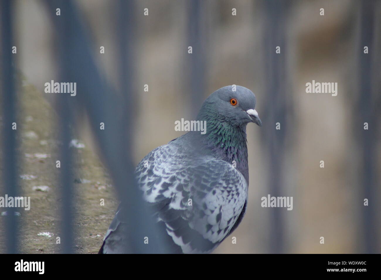 Pigeon protection hi-res stock photography and images - Alamy